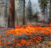 Site under maintenance | NWCG